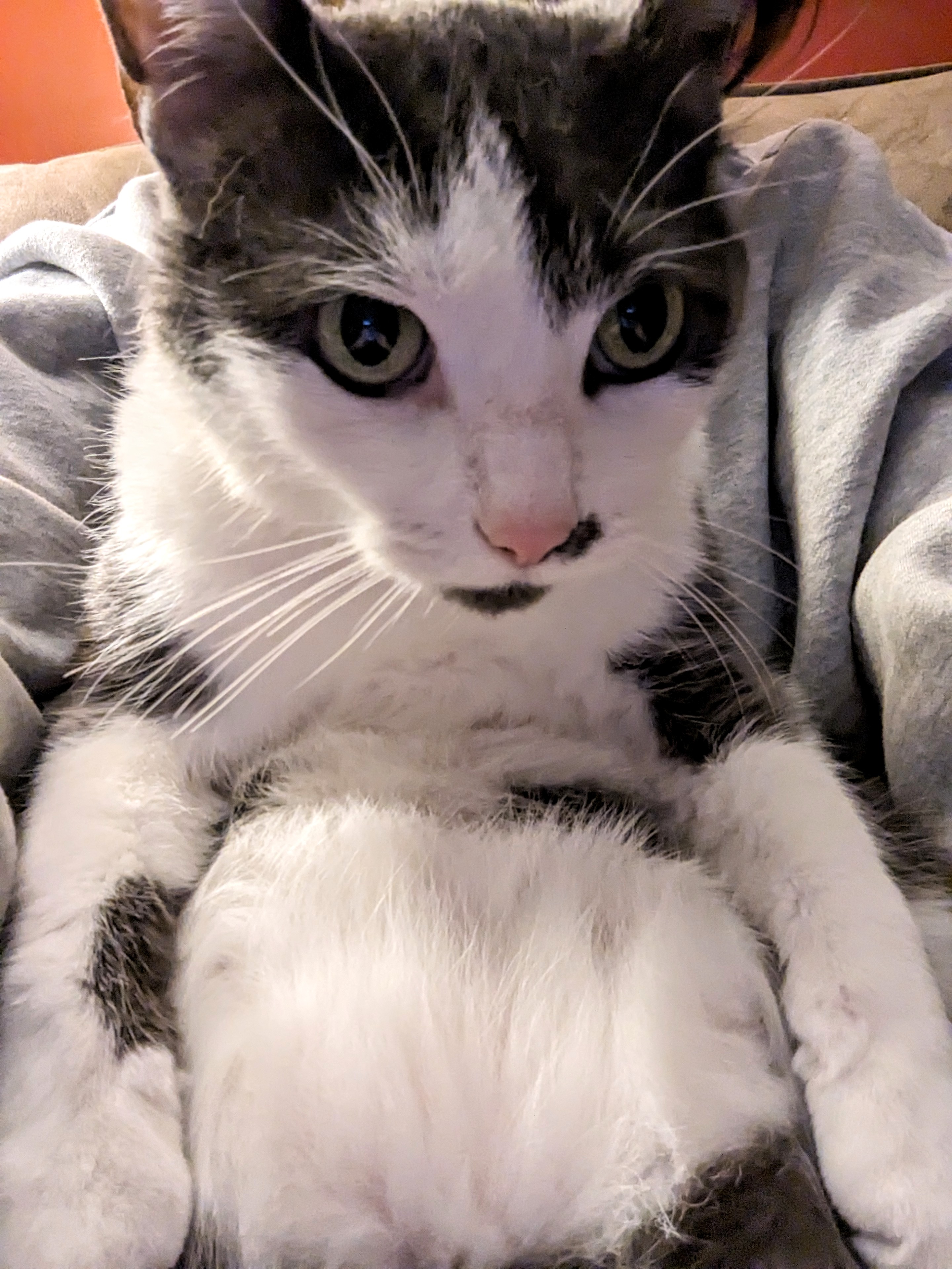 Couch Potato – Muttering Retreats